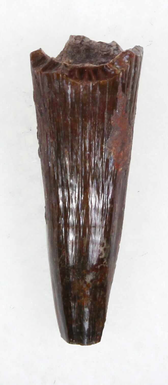 .54" Eryops Tooth From Oklahoma - Giant Permian Amphibian (#33552) For ...