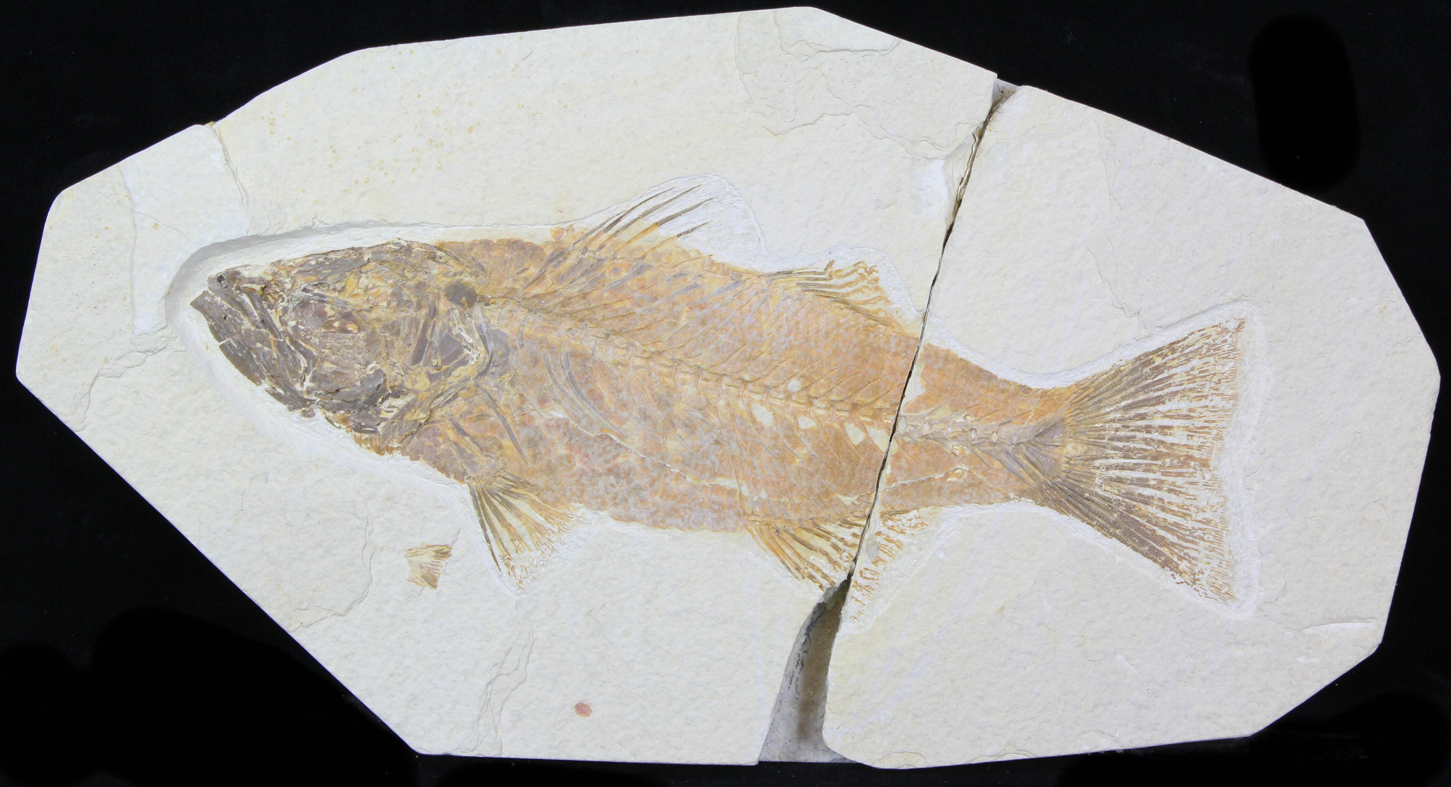Bargain 10" Mioplosus Fossil Fish - Uncommon Species (#33587) For Sale ...