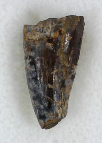 .71" Dimetrodon Tooth - Texas (#33605) For Sale - FossilEra.com