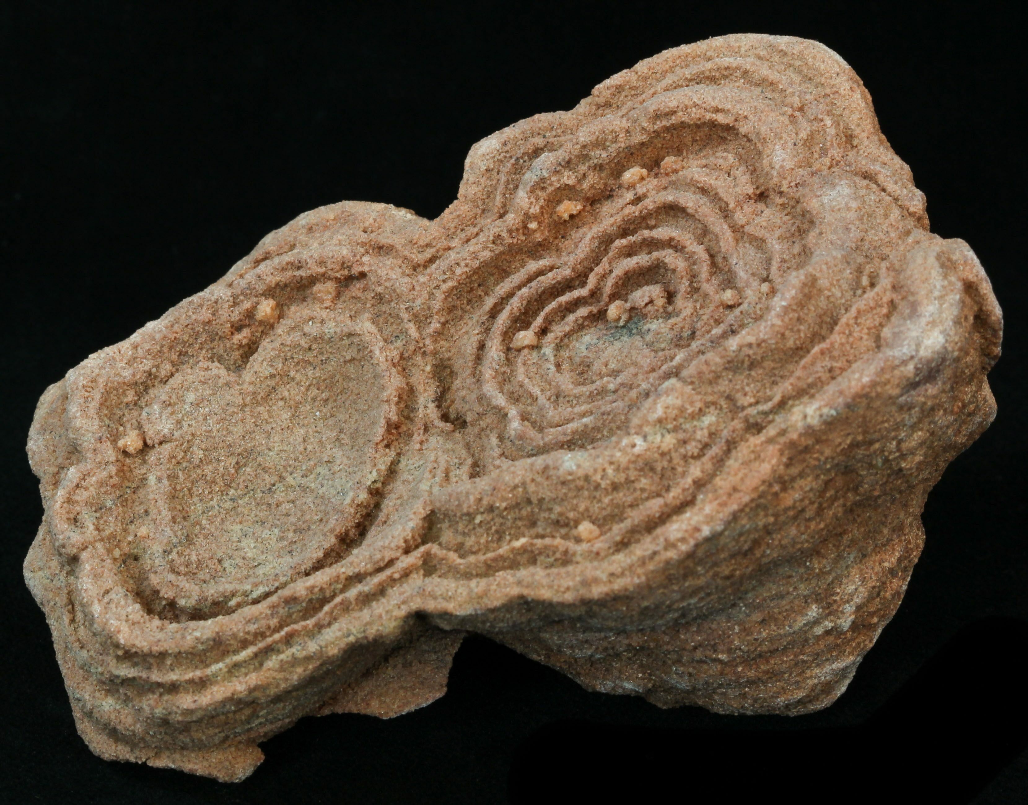 3.6" Flower-Like Sandstone Concretion - Pseudo Stromatolite For Sale ...