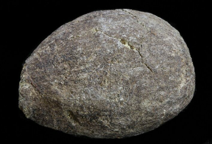 Cretaceous Palm Fruit Fossil - Hell Creek Formation (#34523) For Sale ...