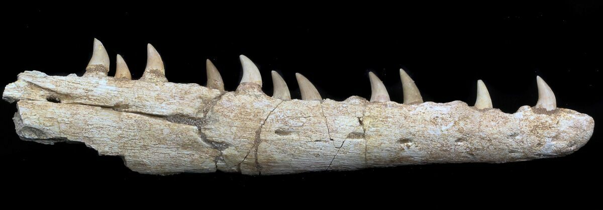 8.3" Halisaurus (Mosasaur) Jaw Section (Composited Teeth) For Sale ...