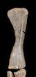 67" Mounted Diplodocus Front Leg - Awesome Display (#35167) For Sale ...
