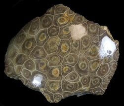 3.5" Fossil Coral (Lithostrotionella) Head - Iowa For Sale (#45061 ...