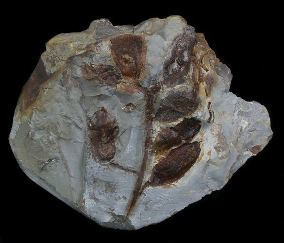 Fossil Nyssidium Seed Pods From Montana - Paleocene (#35730) For Sale ...