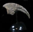 6.9" Killer Allosaurus Hand Claw - Almost No Restoration! (#35915) For ...