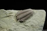 Very Large And Inflated Flexicalymene Trilobite (#493) For Sale ...