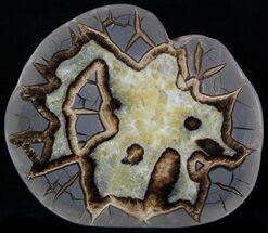 Septarian For Sale - FossilEra.com