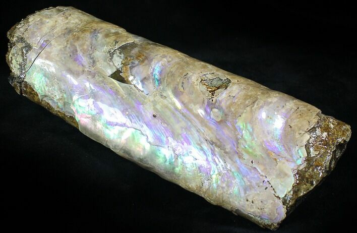 Brilliantly Iridescent, 6.6" Baculites Section - South Dakota (#22807 ...