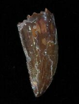 Dinosaur Teeth For Sale - FossilEra.com