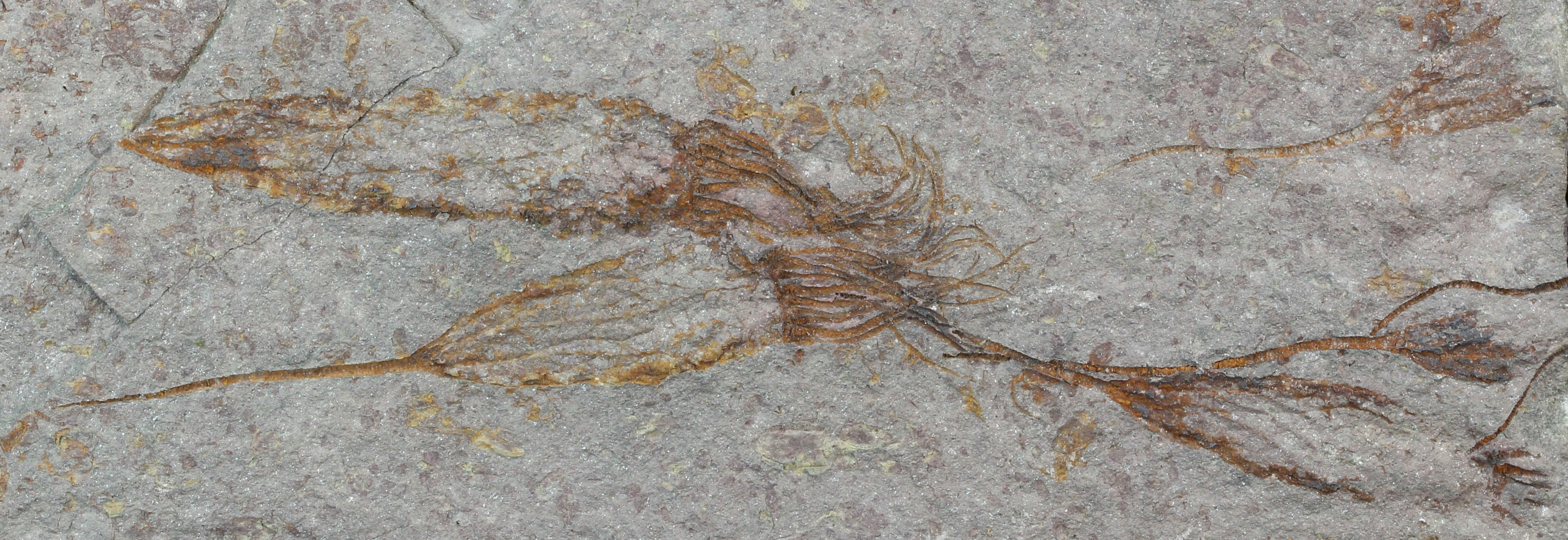 8.4" Eocrinoid (Ascocystites) Cluster - Ordovician (#38822) For Sale ...