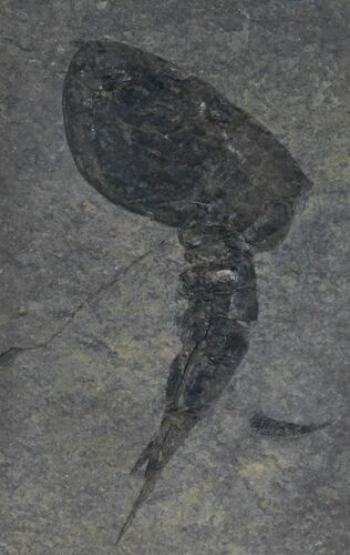3.6" Rare Silurian Phyllocarid (Ceratiocaris) - Scotland (#38942) For ...