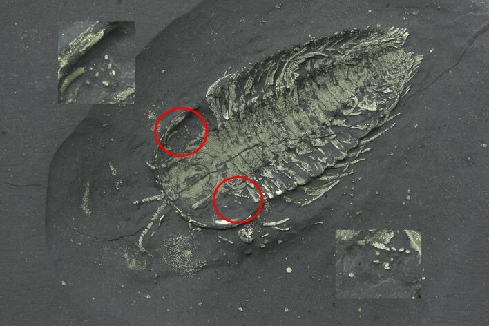 Pyritized Triarthrus Trilobite With Appendages & Eggs!!! (#38974) For ...