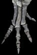 Killer 5' 6" Allosaurus Leg On Custom Mount - Colorado (#39087) For ...