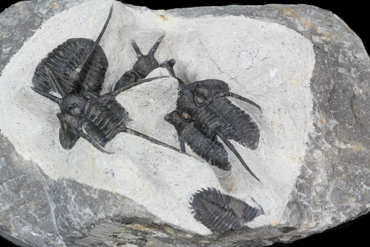 "Devil Horned" Cyphaspis Walteri Cluster For Sale (#39780) - FossilEra.com