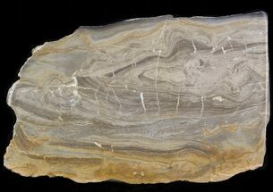 Stromatolite Fossils For Sale - FossilEra.com