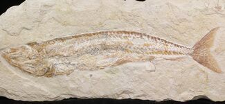Fossil Flying Fish (Exocoetoides) From Lebanon For Sale (#9023 ...