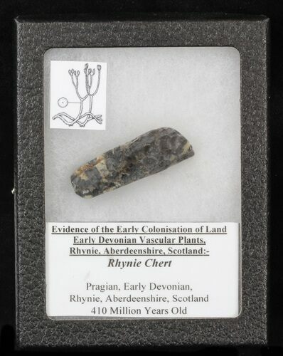 Rhynie Chert - Early Devonian Vascular Plant Fossils (#40236) For Sale ...