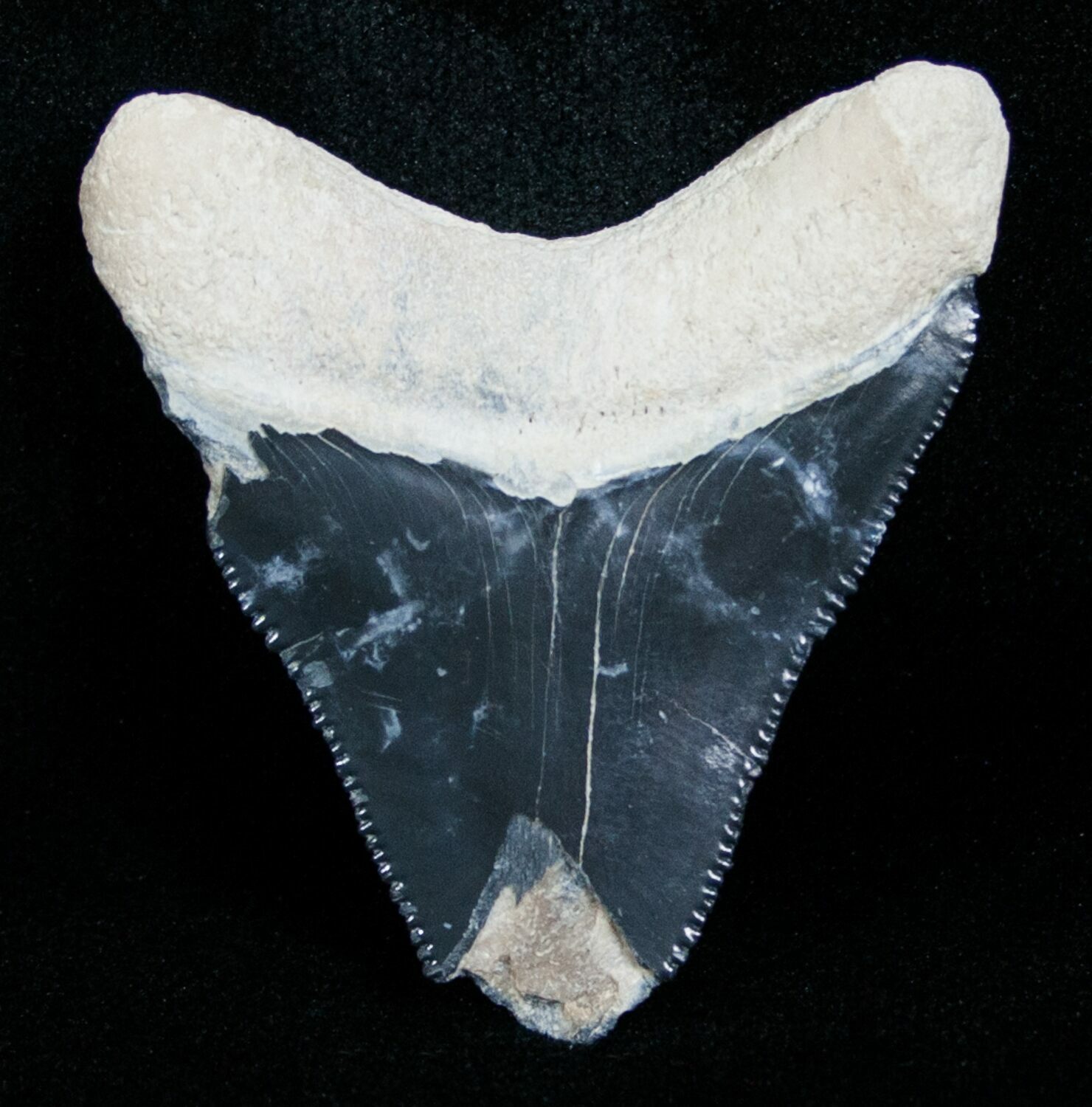 1.7" Bargain Bone Valley Megalodon Tooth For Sale (#4195) - FossilEra.com