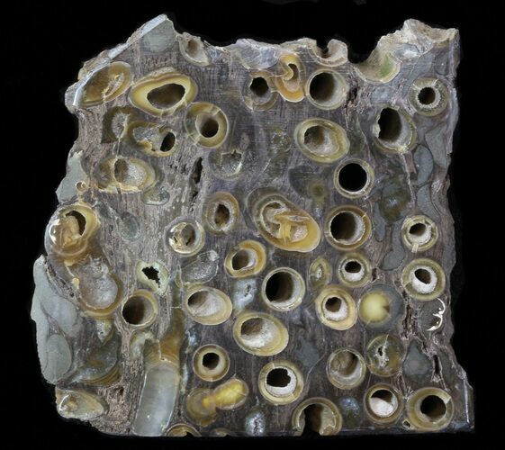 2.3" Slab Fossil Teredo (Shipworm Bored) Wood - England (#40370) For ...