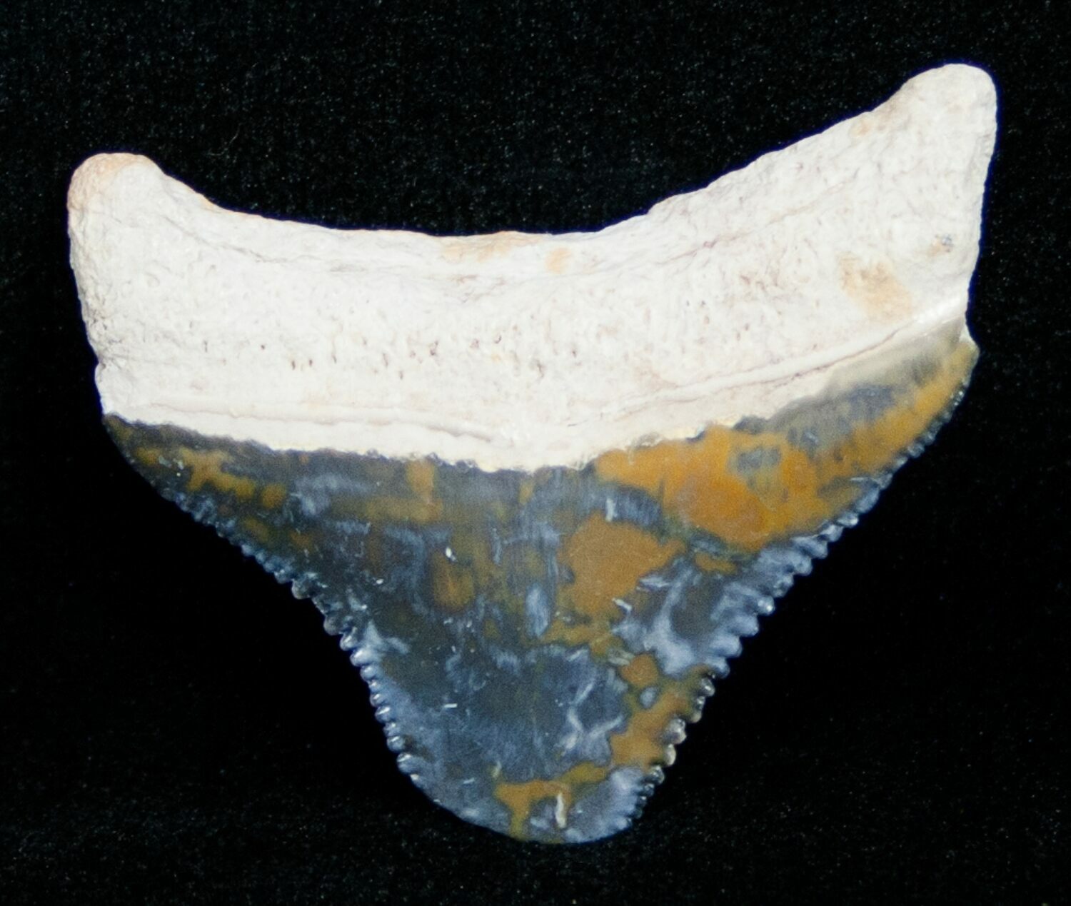 1" Bargain Bone Valley Megalodon Tooth (#4197) For Sale - FossilEra.com