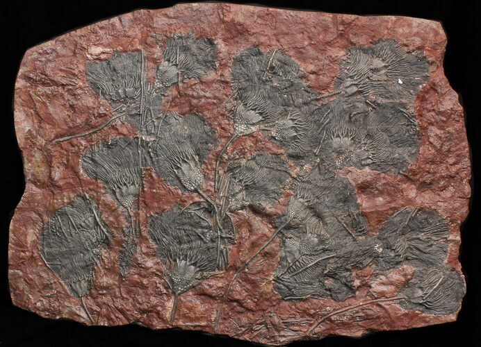 40" Scyphocrinites Crinoid Plate - Museum Quality Display (#40477) For ...