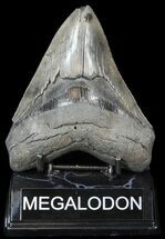 Megalodon Size: How Big Was The Megalodon Shark? - FossilEra.com