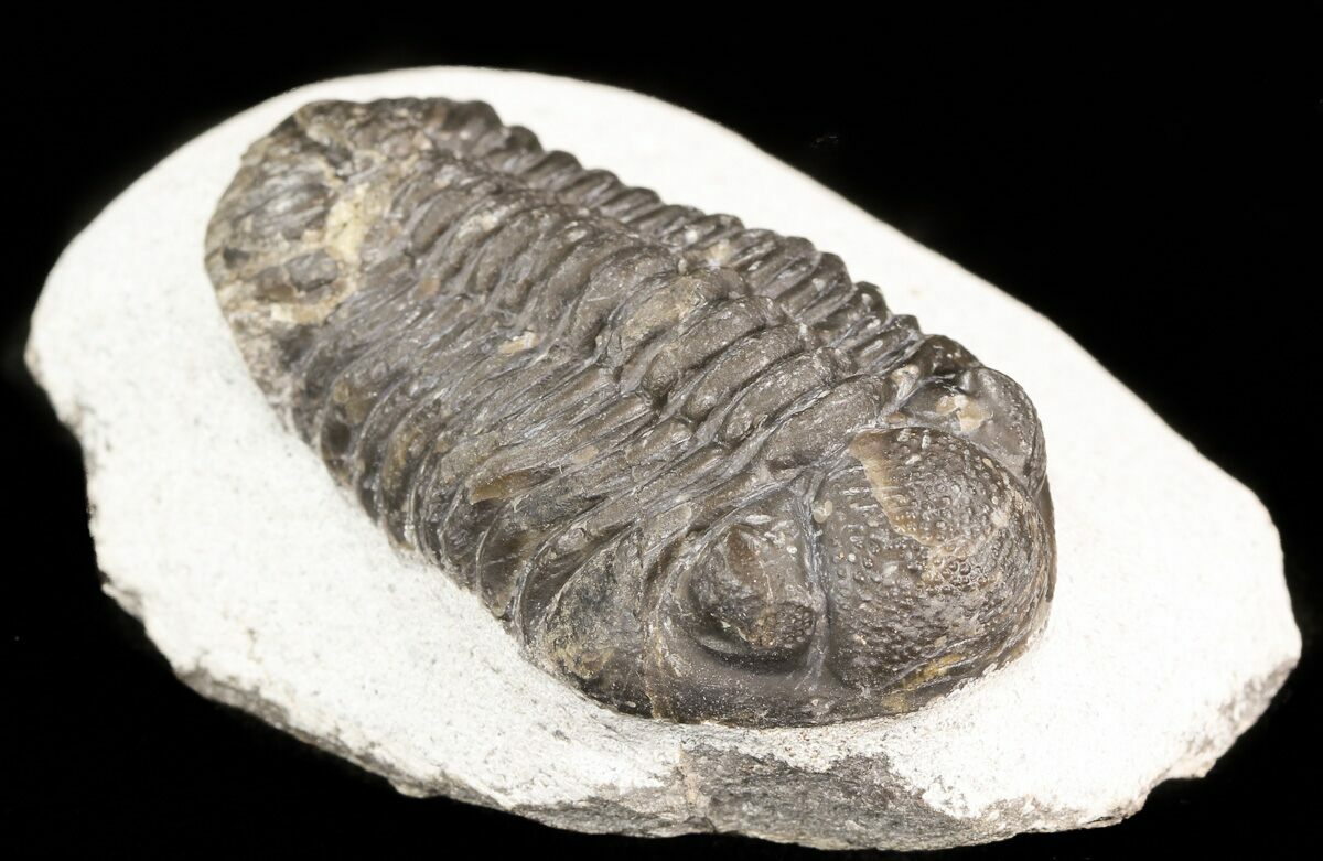 Bargain 1.9" Phacops Trilobite - Morocco (#43467) For Sale - FossilEra.com