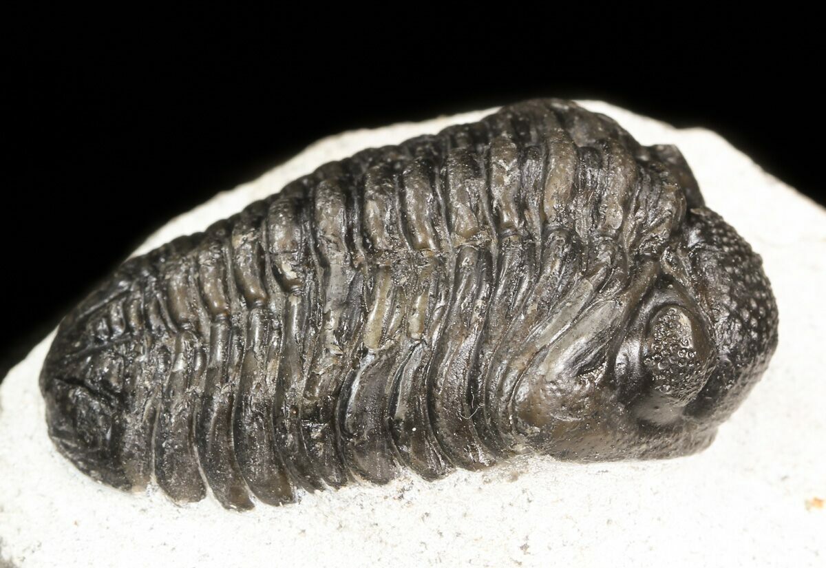 Bargain 1.7" Phacops Trilobite - Morocco (#43468) For Sale - FossilEra.com