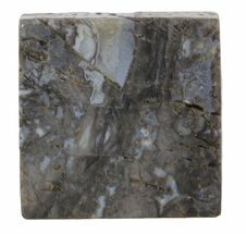 3.6" Jurassic Aged Cycad (Zamites) From France For Sale (#12953 ...