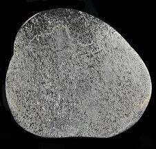 Dinosaur Fossils For Sale - FossilEra.com