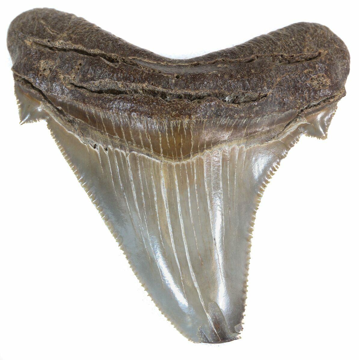 Glossy, 2.27" Angustidens Tooth - Megalodon Ancestor (#44567) For Sale ...