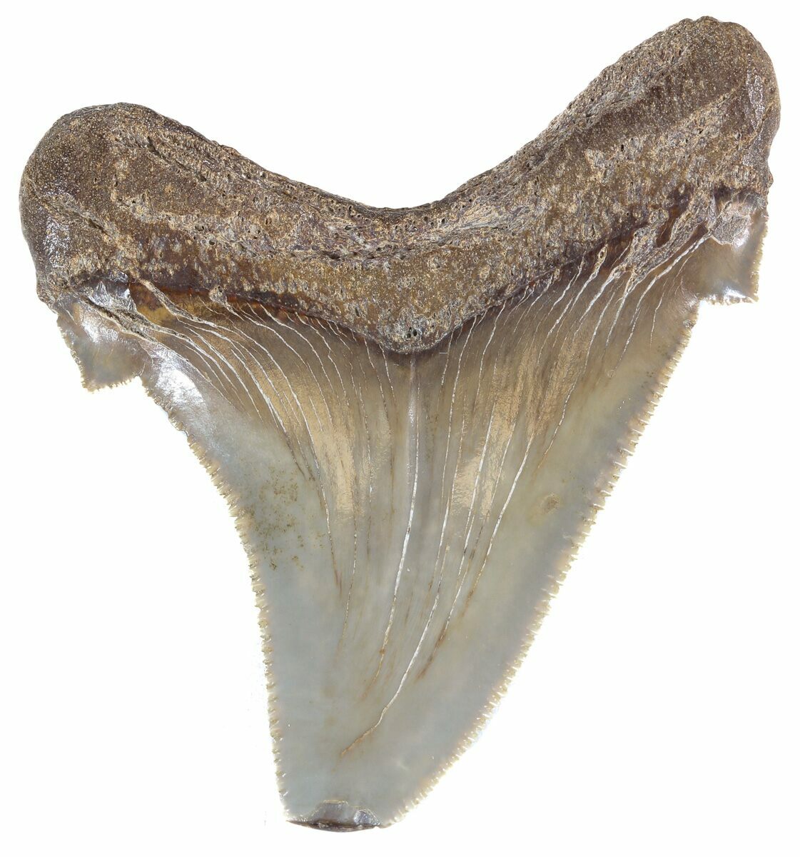 Glossy, 2.27" Angustidens Tooth - Megalodon Ancestor (#44567) For Sale ...