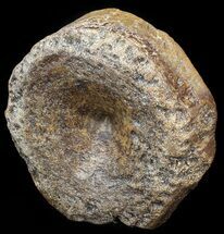 Reptile & Synapsids Fossils For Sale - FossilEra.com