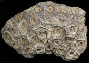 3" Fossil Coral (Lithostrotionella) Head - Iowa For Sale (#45062 ...