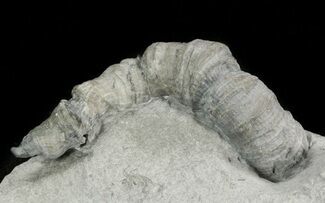 3.5" Fossil Coral (Lithostrotionella) Head - Iowa For Sale (#45061 ...