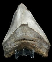 Megalodon Size: How Big Was The Megalodon Shark? - FossilEra.com