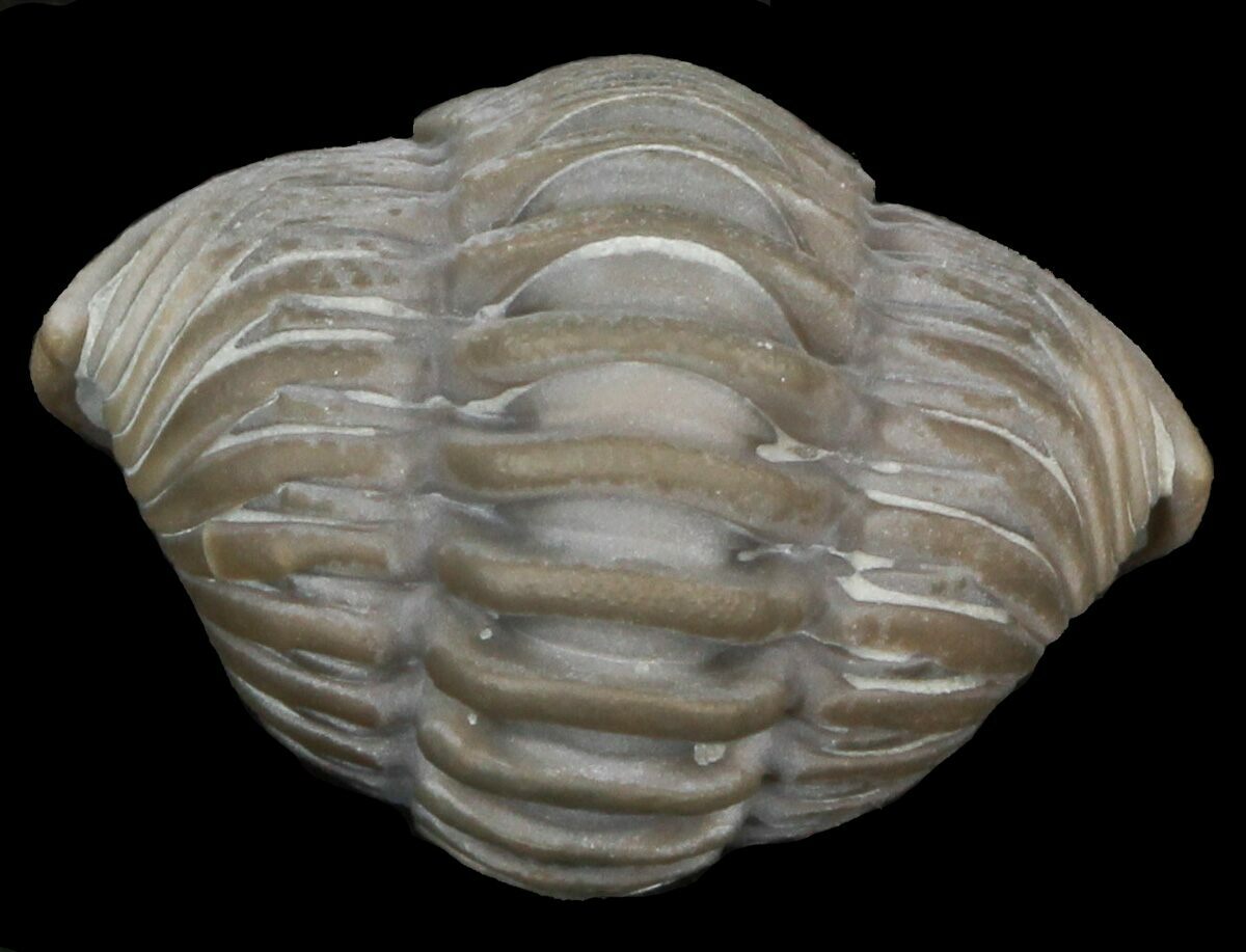 Enrolled Flexicalymene Trilobite - Ohio (#45035) For Sale - FossilEra.com