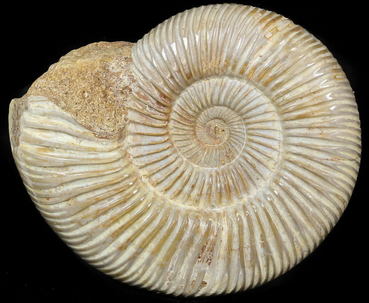 3.4" Perisphinctes Ammonite - Jurassic (#45410) For Sale - FossilEra.com