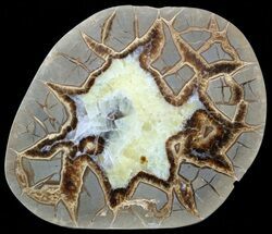 Septarian For Sale - FossilEra.com