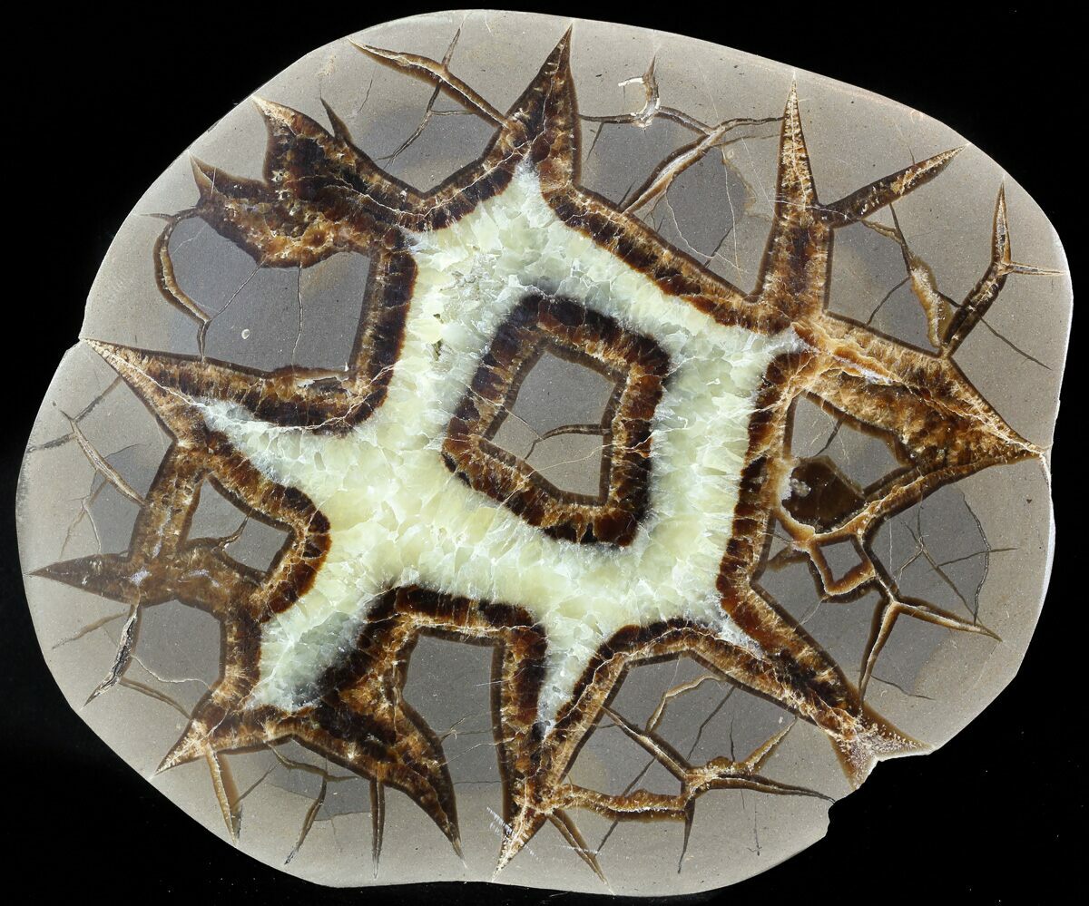 5" Beautiful Septarian Nodule Polished End-Cut For Sale (#45923 ...