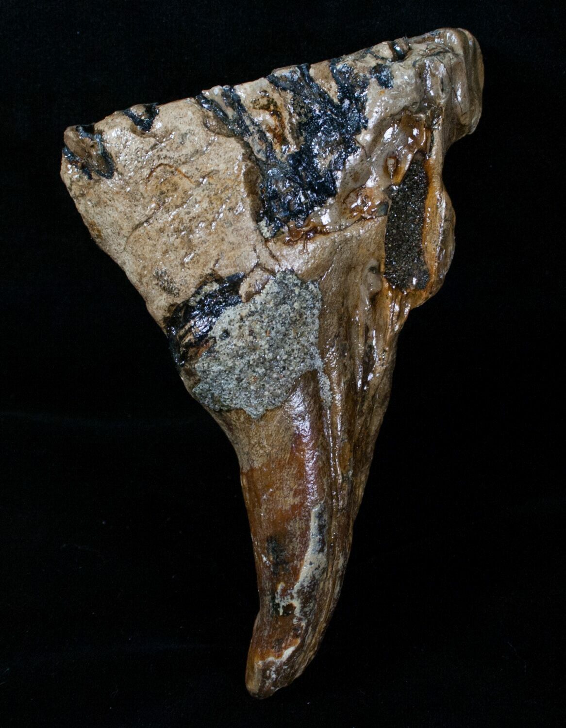 Baby Woolly Mammoth Molar - North Sea (#4422) For Sale - FossilEra.com