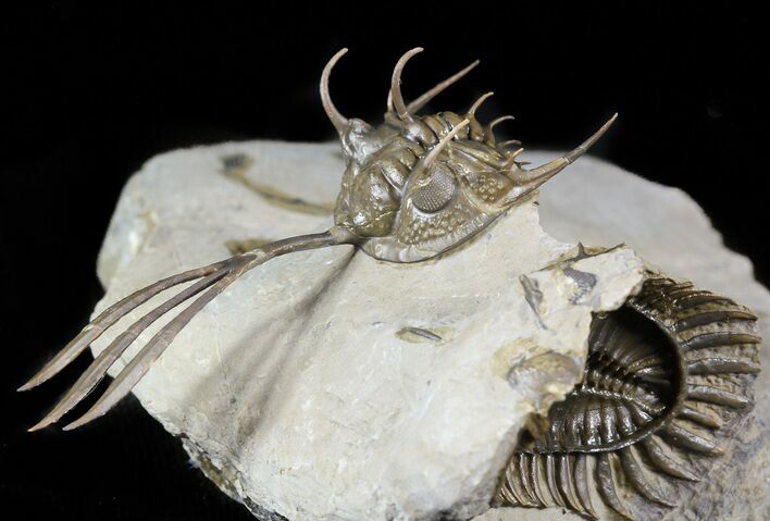 Exceptional, Double Walliserops Trilobite - One Specimen Ventral ...