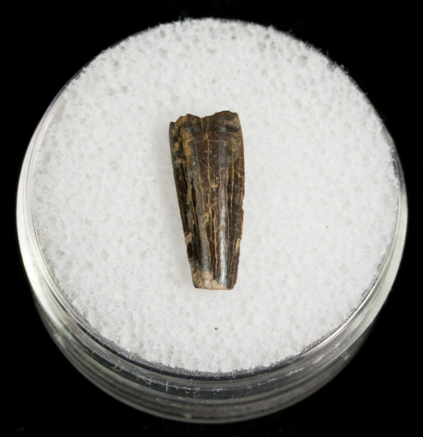 Partial Dromaeosaur (Raptor) Tooth - Montana (#4429) For Sale ...