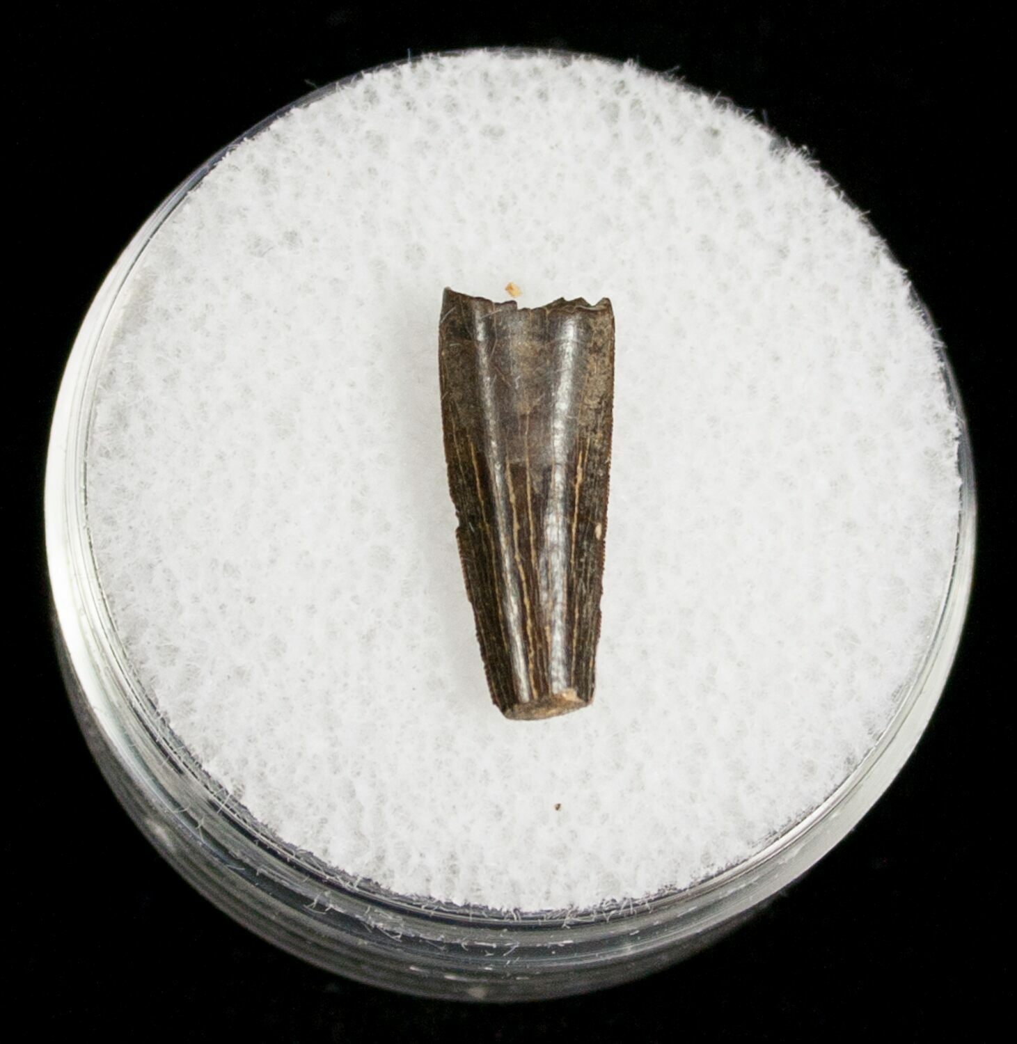 Partial Dromaeosaur (Raptor) Tooth - Montana (#4429) For Sale ...