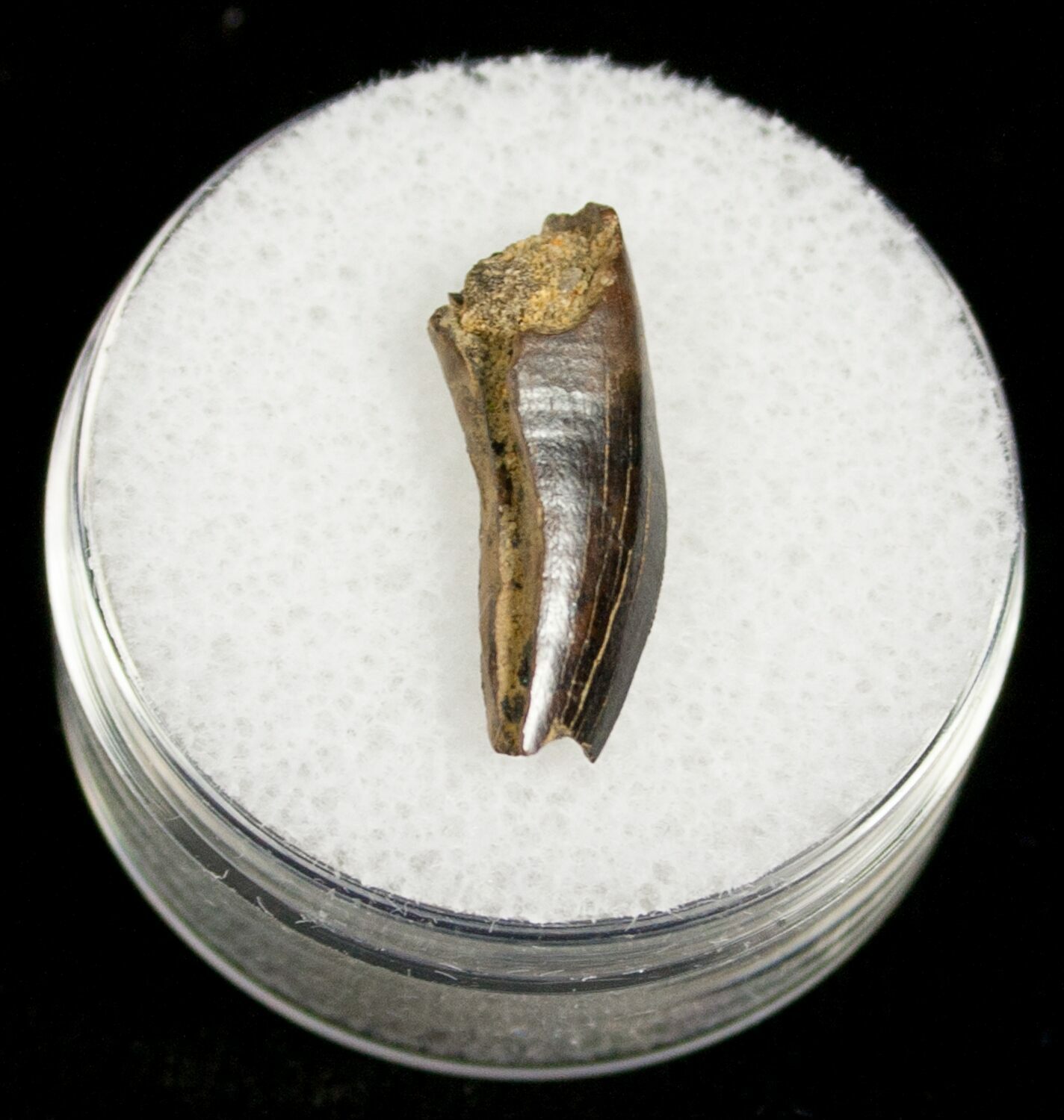 Partial Dromaeosaur (Raptor) Tooth - Montana (#4433) For Sale ...