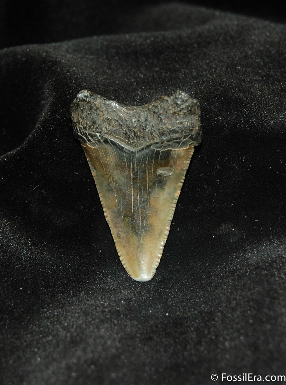 Small Megalodon Shark Tooth For Sale (#564) - FossilEra.com