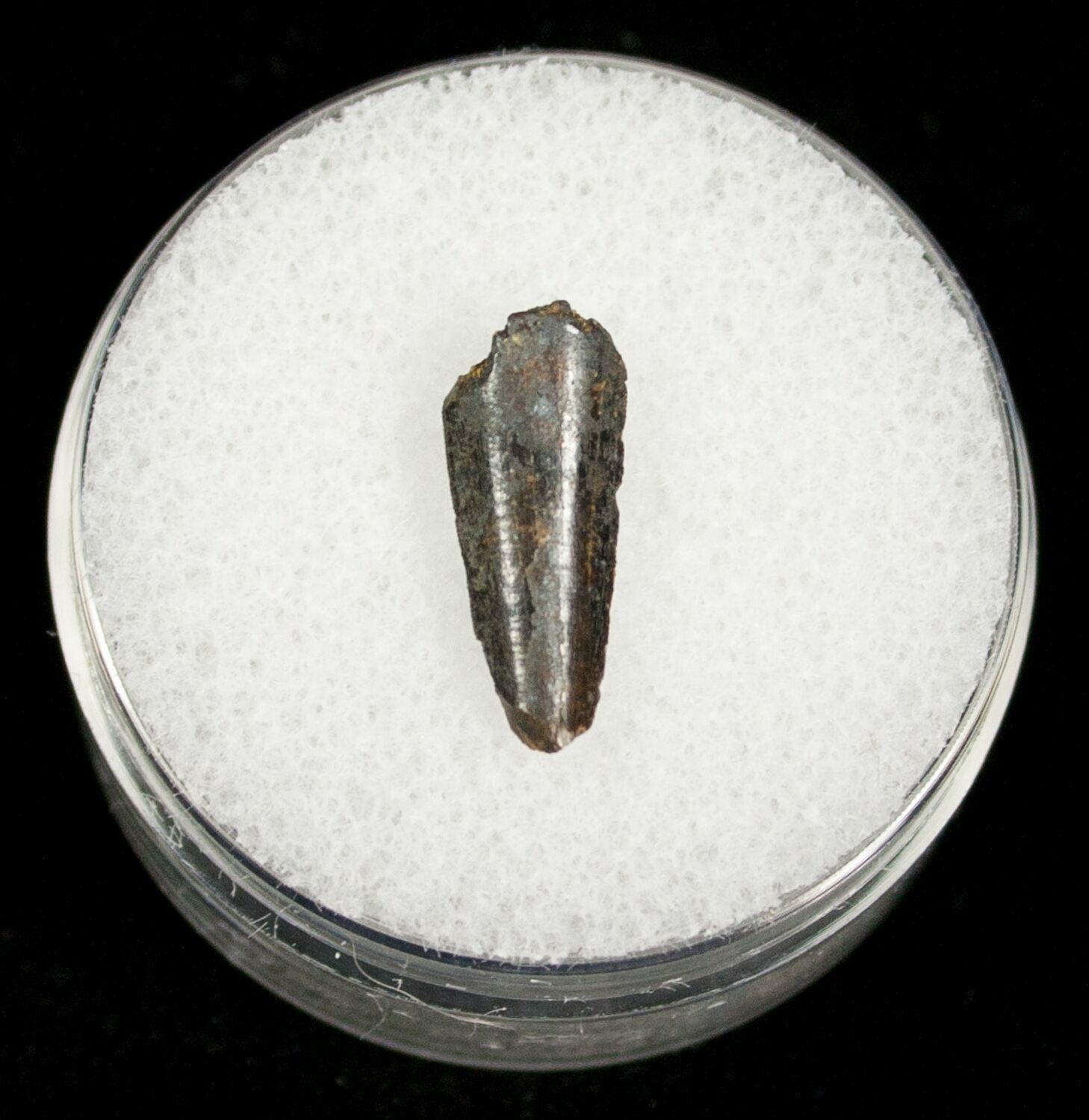 Partial Dromaeosaur (Raptor) Tooth - Montana (#4440) For Sale ...