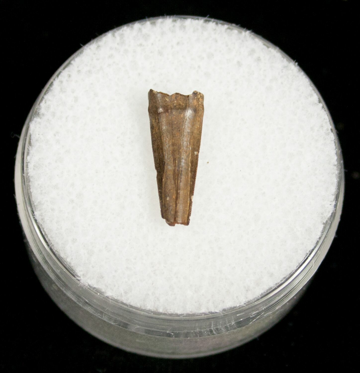 Partial Dromaeosaur (Raptor) Tooth - Montana (#4443) For Sale ...