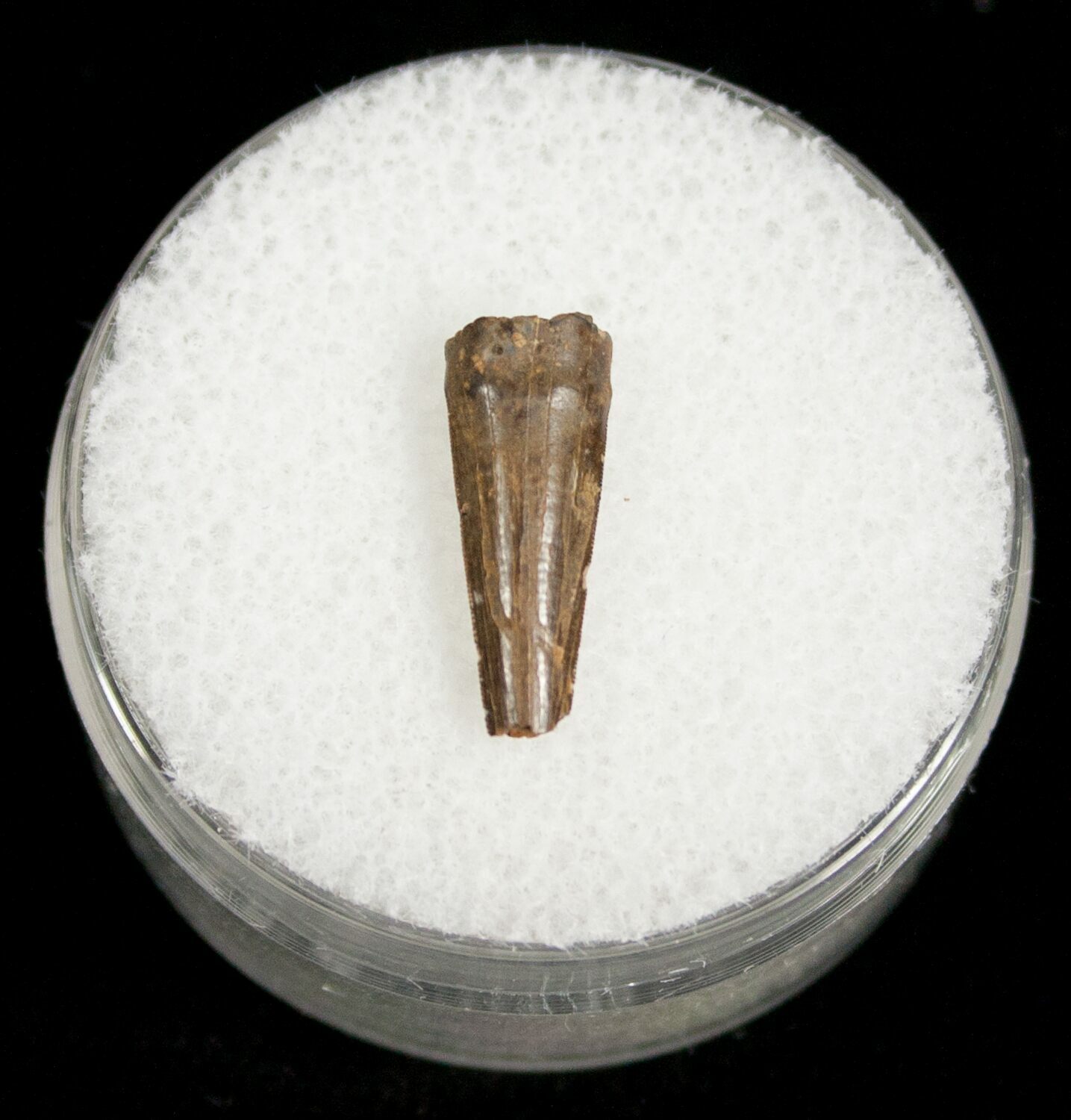 Partial Dromaeosaur (Raptor) Tooth - Montana (#4443) For Sale ...